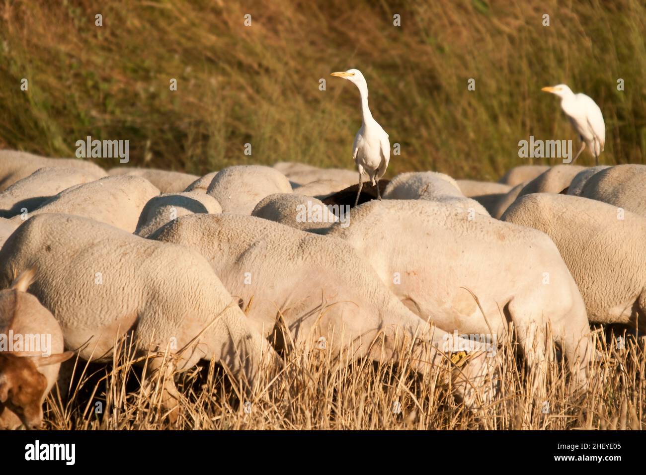 The Cattle Egret is a species of the Ardeidae family Stock Photo - Alamy