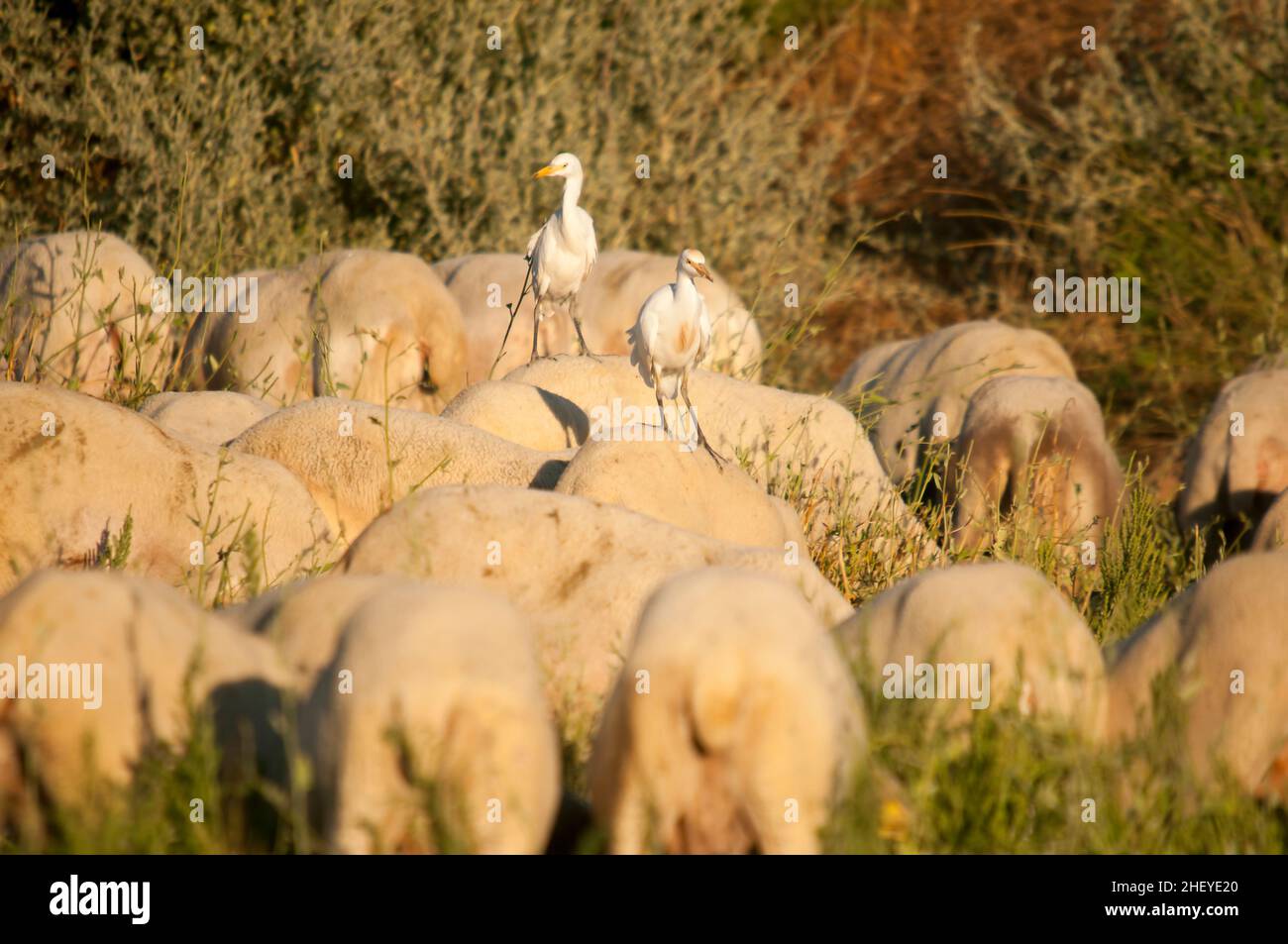 The Cattle Egret is a species of the Ardeidae family Stock Photo - Alamy