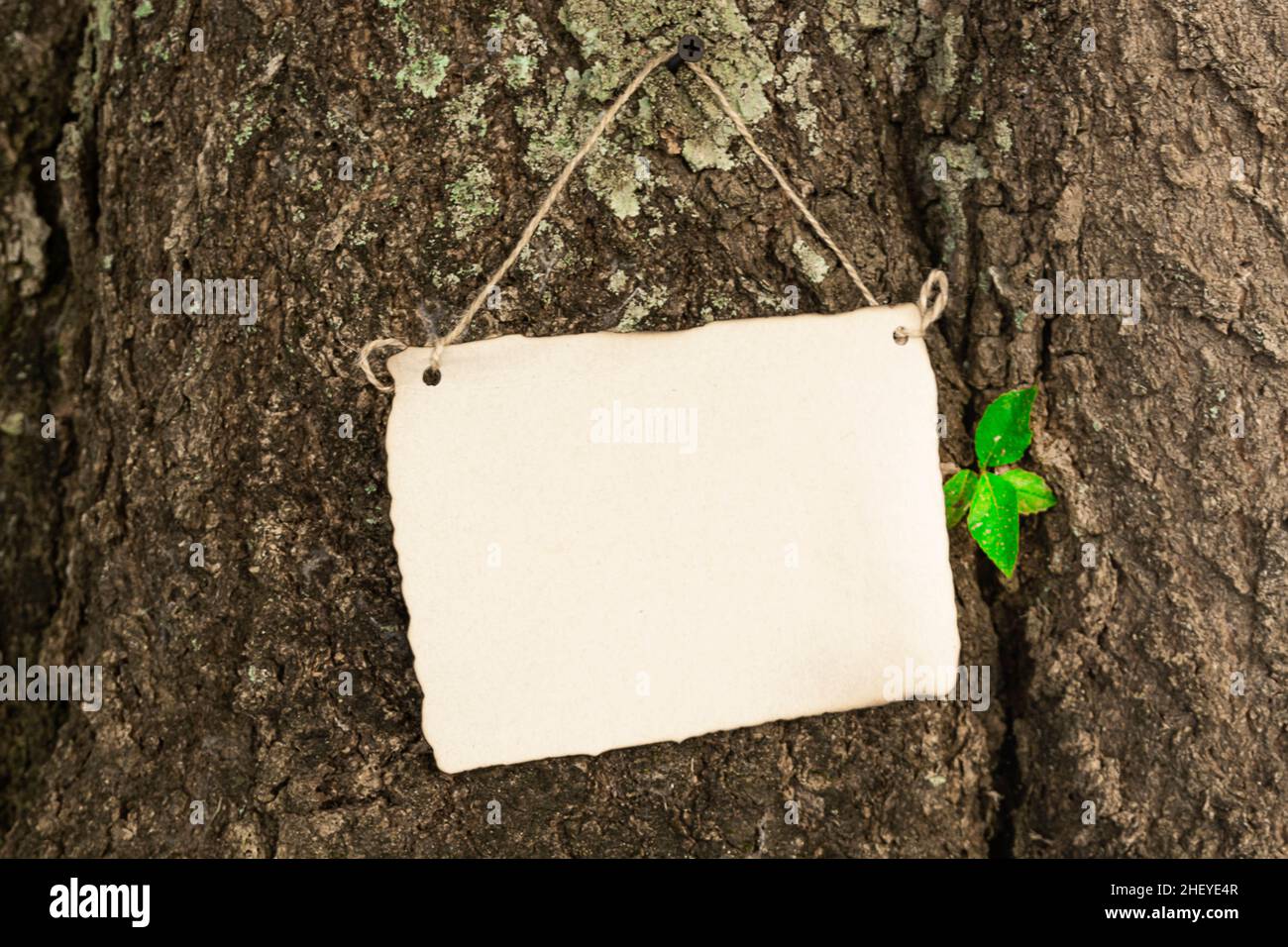 Paper hanging on old tree trunk background. Copy space. Nature ...
