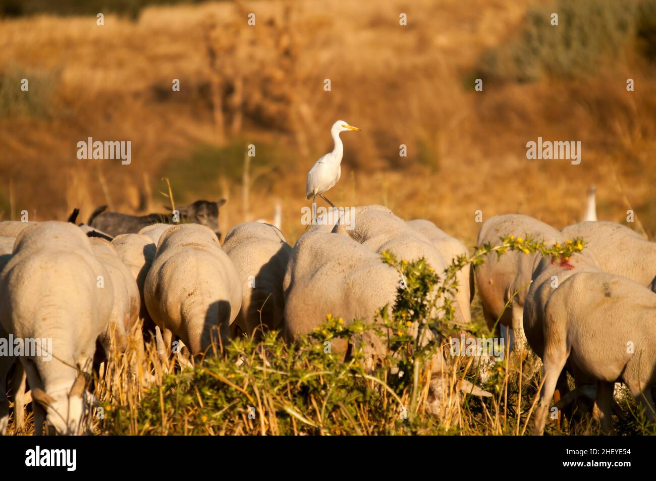 The Cattle Egret is a species of the Ardeidae family Stock Photo - Alamy