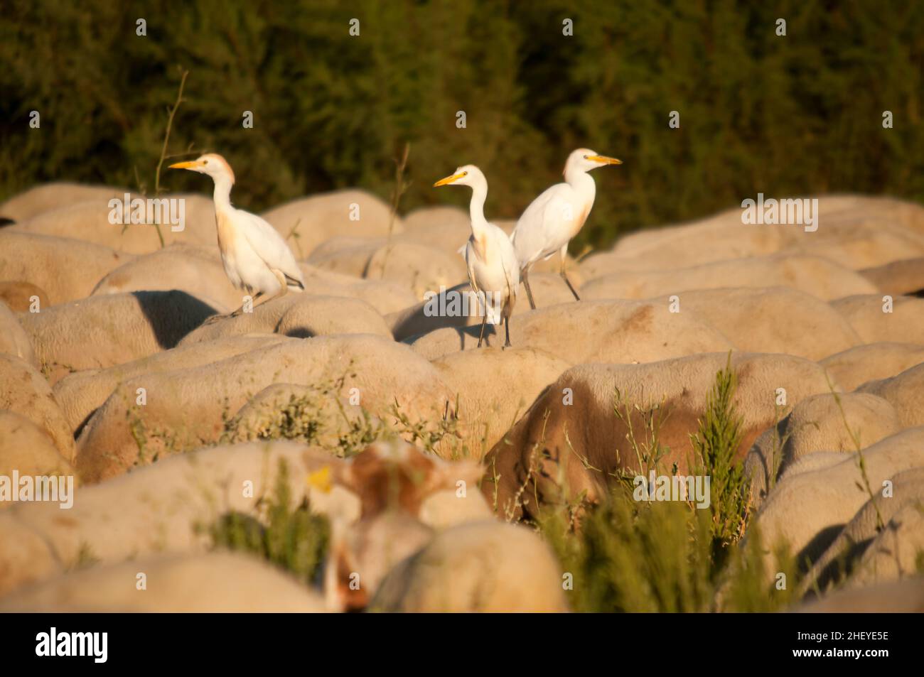 The Cattle Egret is a species of the Ardeidae family Stock Photo - Alamy
