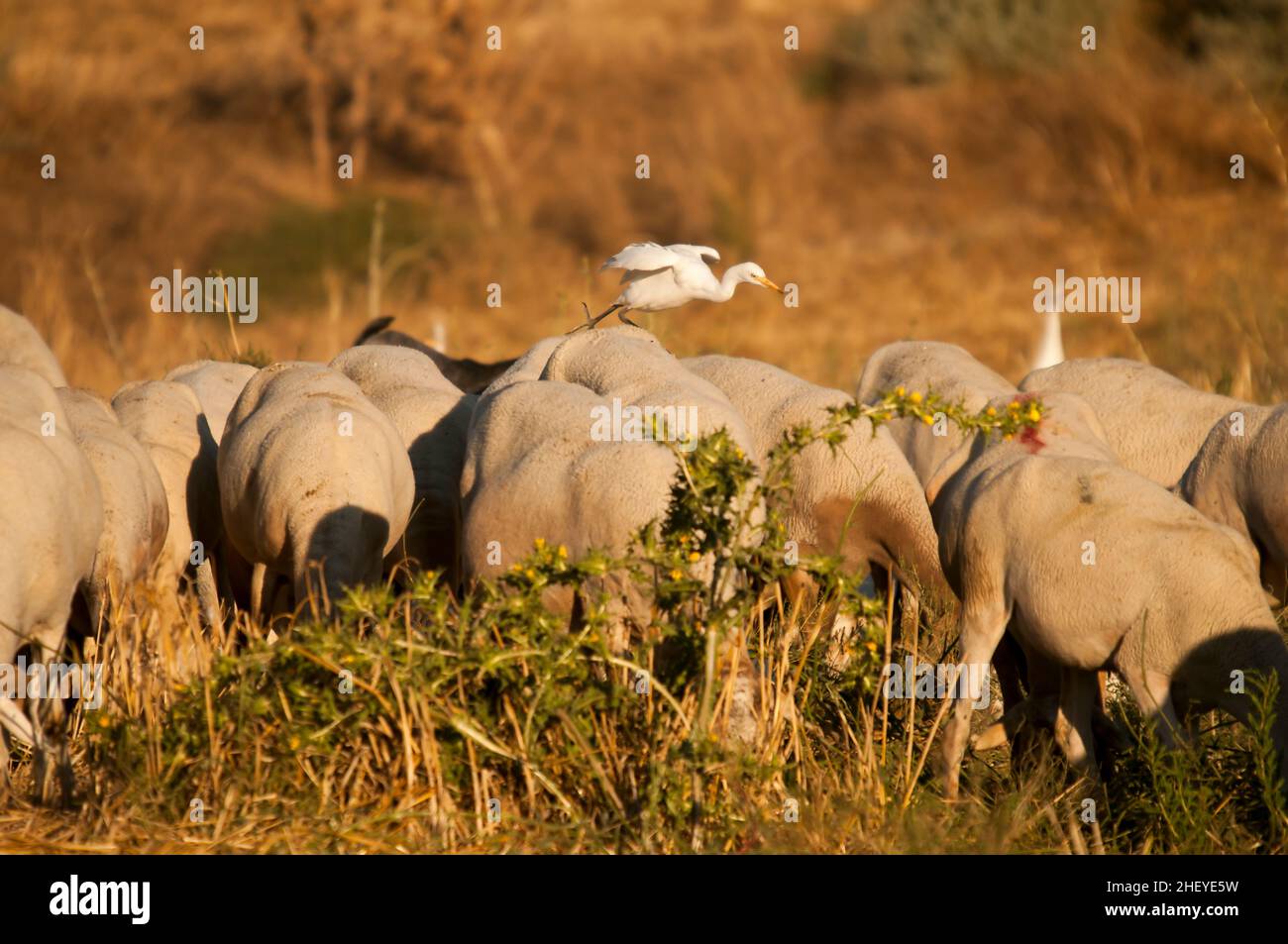 The Cattle Egret is a species of the Ardeidae family Stock Photo - Alamy