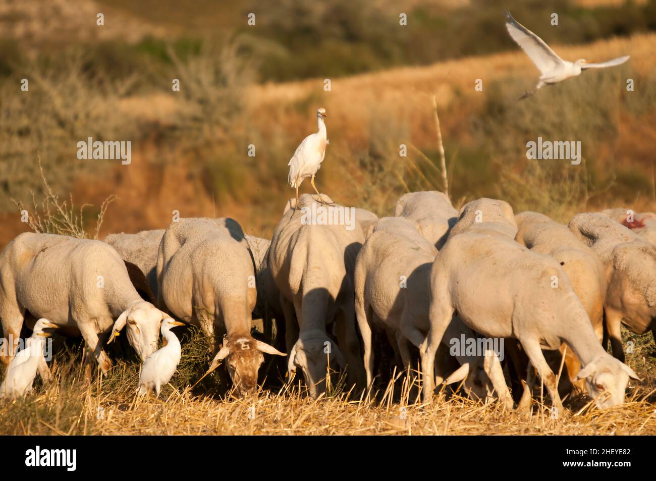 The Cattle Egret is a species of the Ardeidae family Stock Photo - Alamy