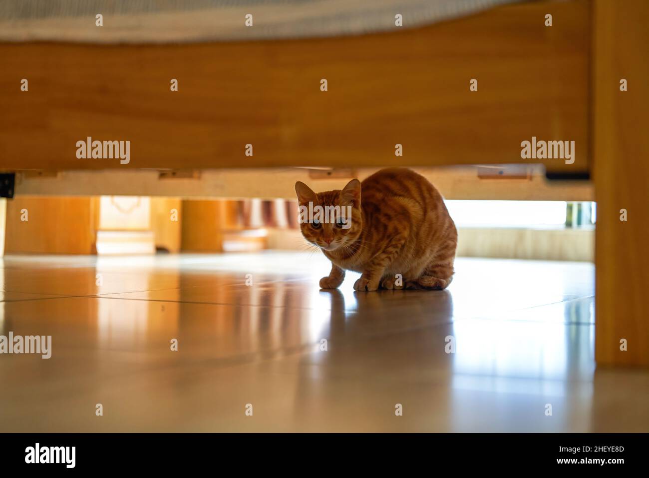 A cute orange Chinese pastoral cat in a home environment Stock Photo ...
