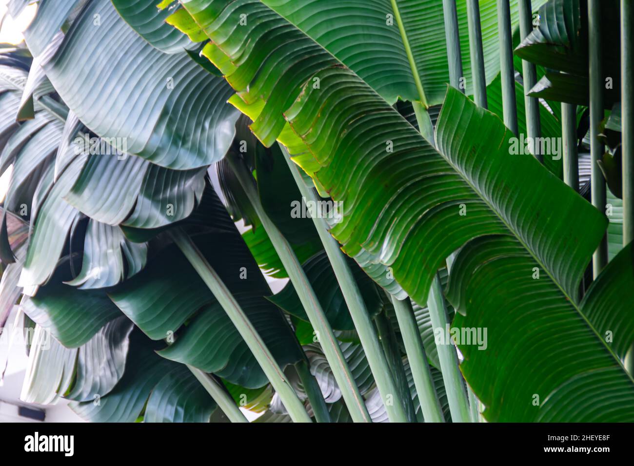 Exotic green tropical banana leaves decorated for aesthetic and nature ...