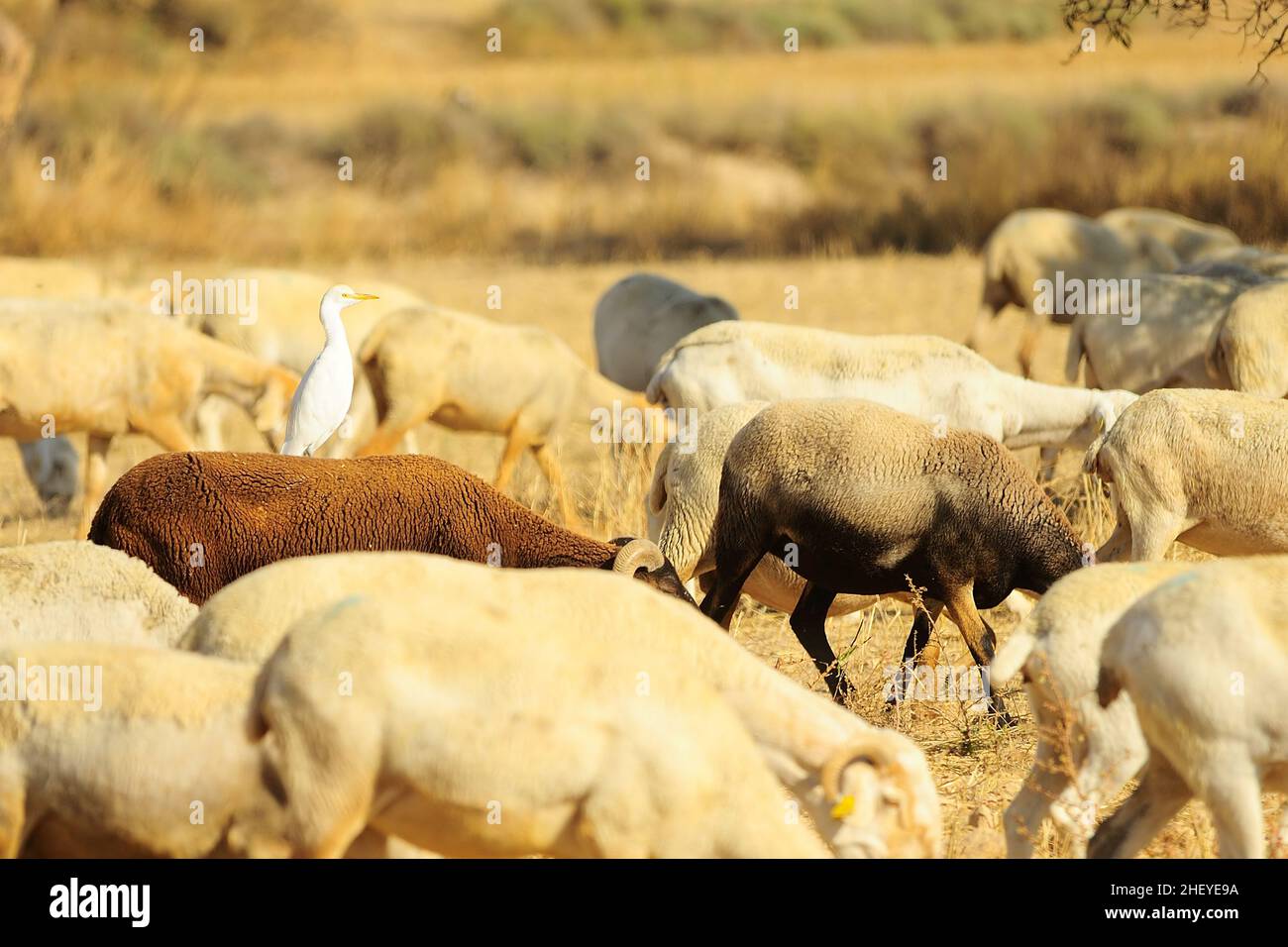 The Cattle Egret is a species of the Ardeidae family Stock Photo - Alamy