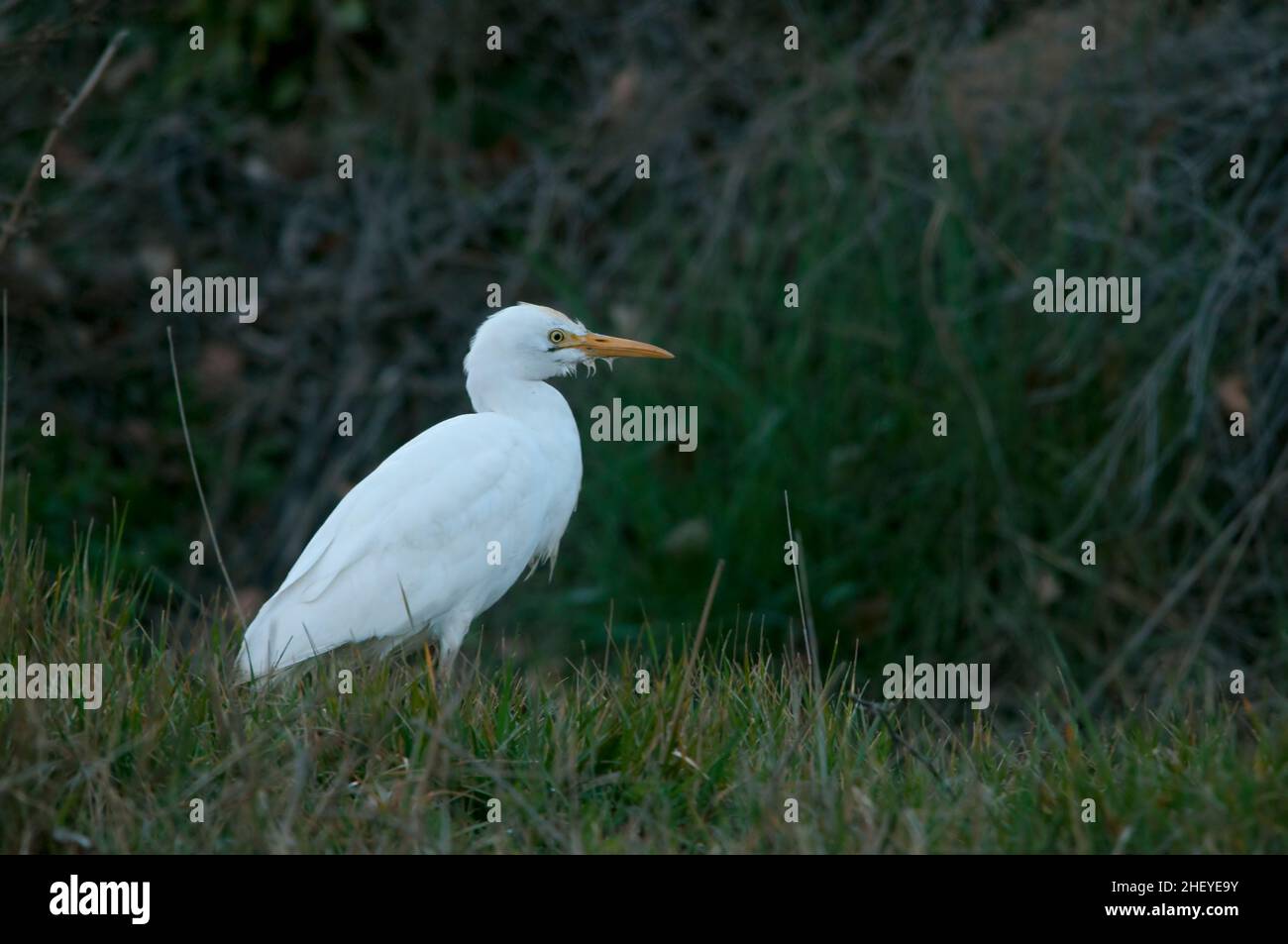 The Cattle Egret is a species of the Ardeidae family Stock Photo - Alamy