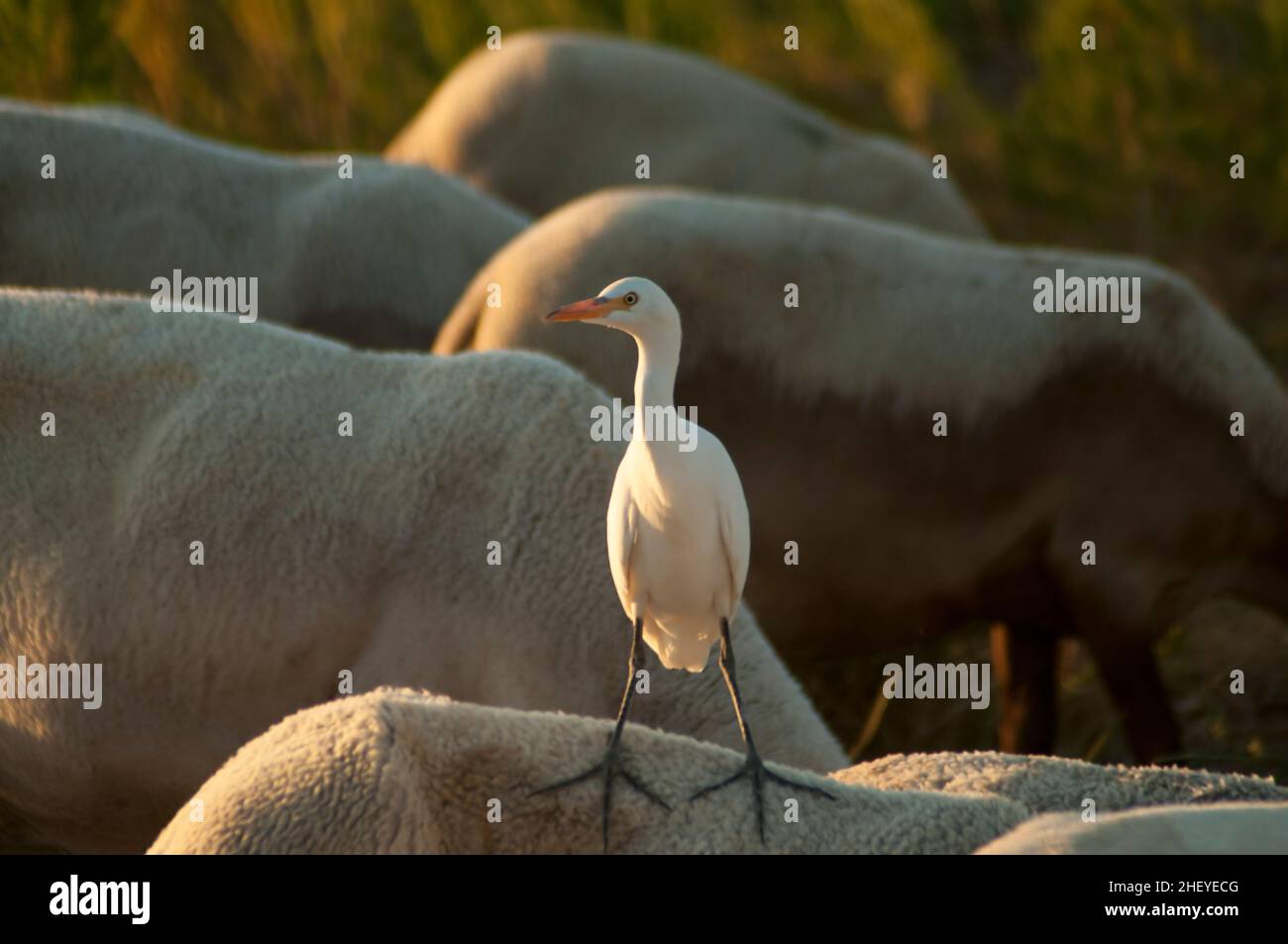 The Cattle Egret is a species of the Ardeidae family Stock Photo - Alamy
