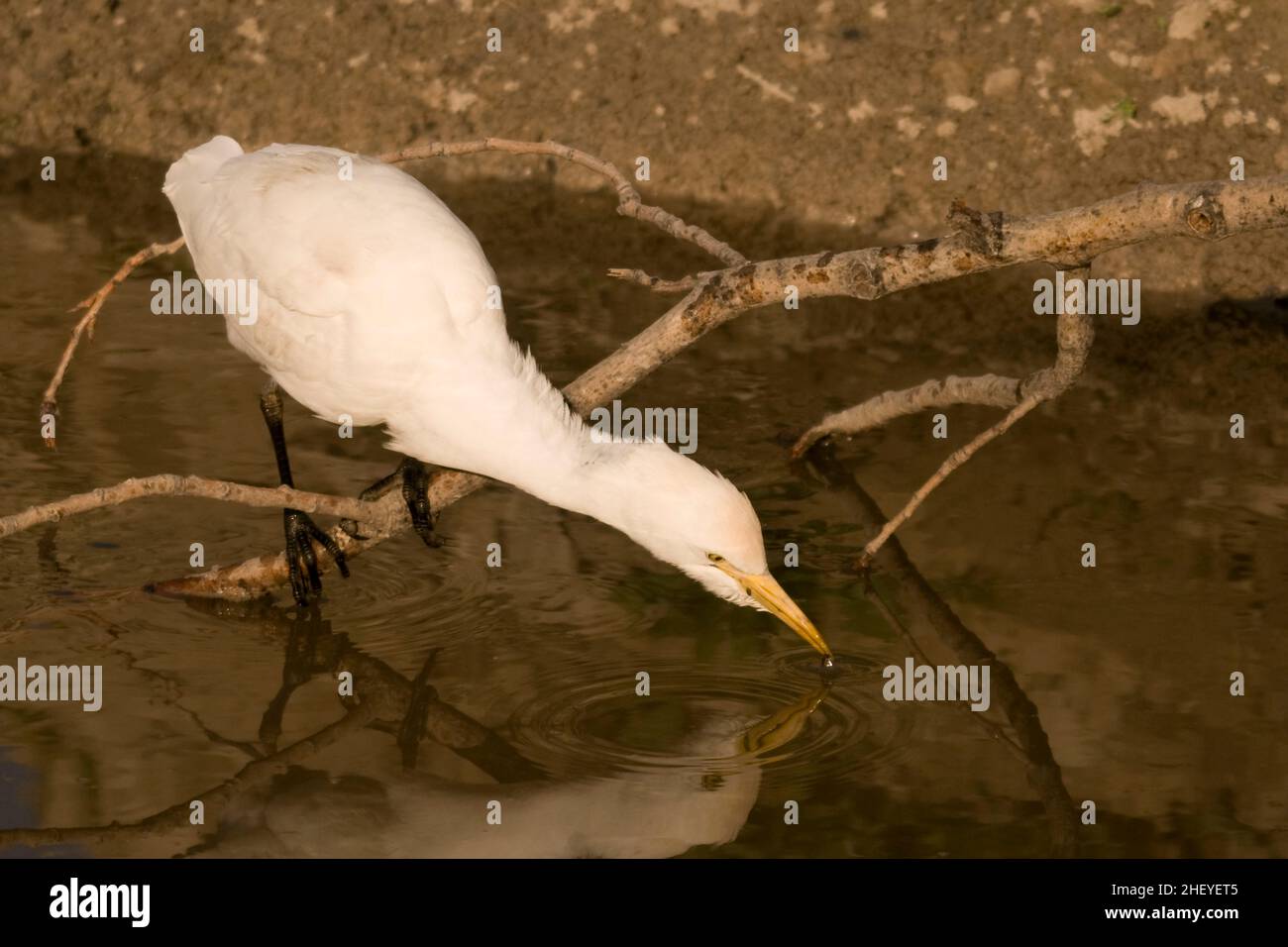 The Cattle Egret is a species of the Ardeidae family Stock Photo - Alamy