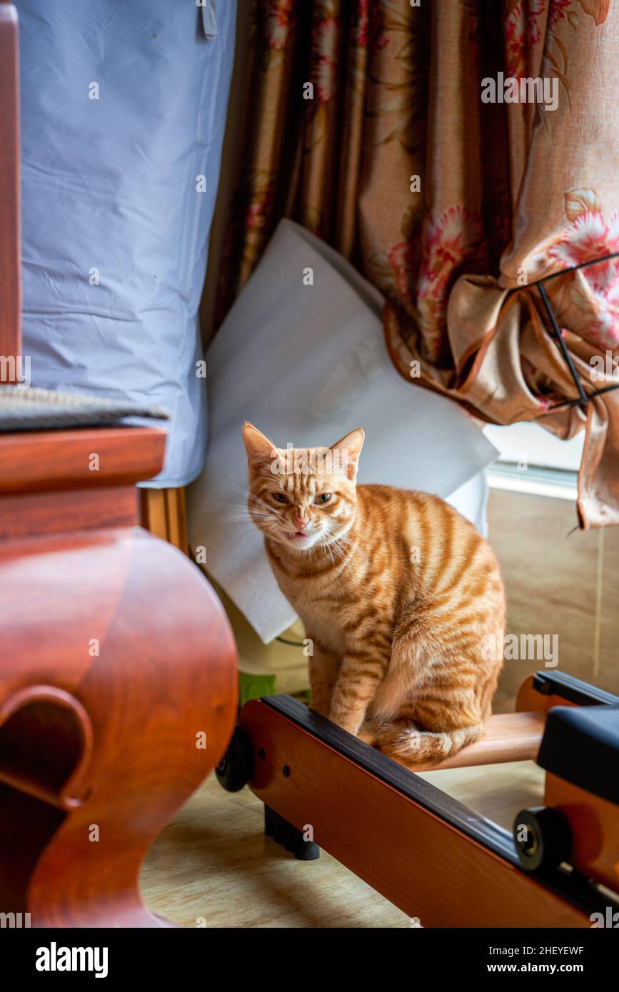 Chinese cat breed hi-res stock photography and images - Alamy