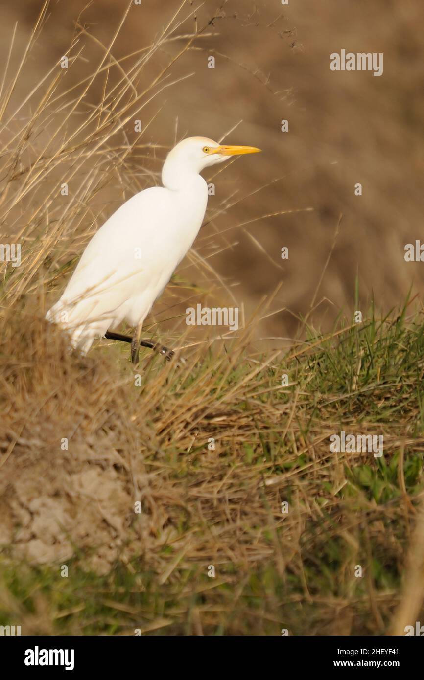 Bubulcus ibis - The Cattle Egret is a species of the Ardeidae family ...