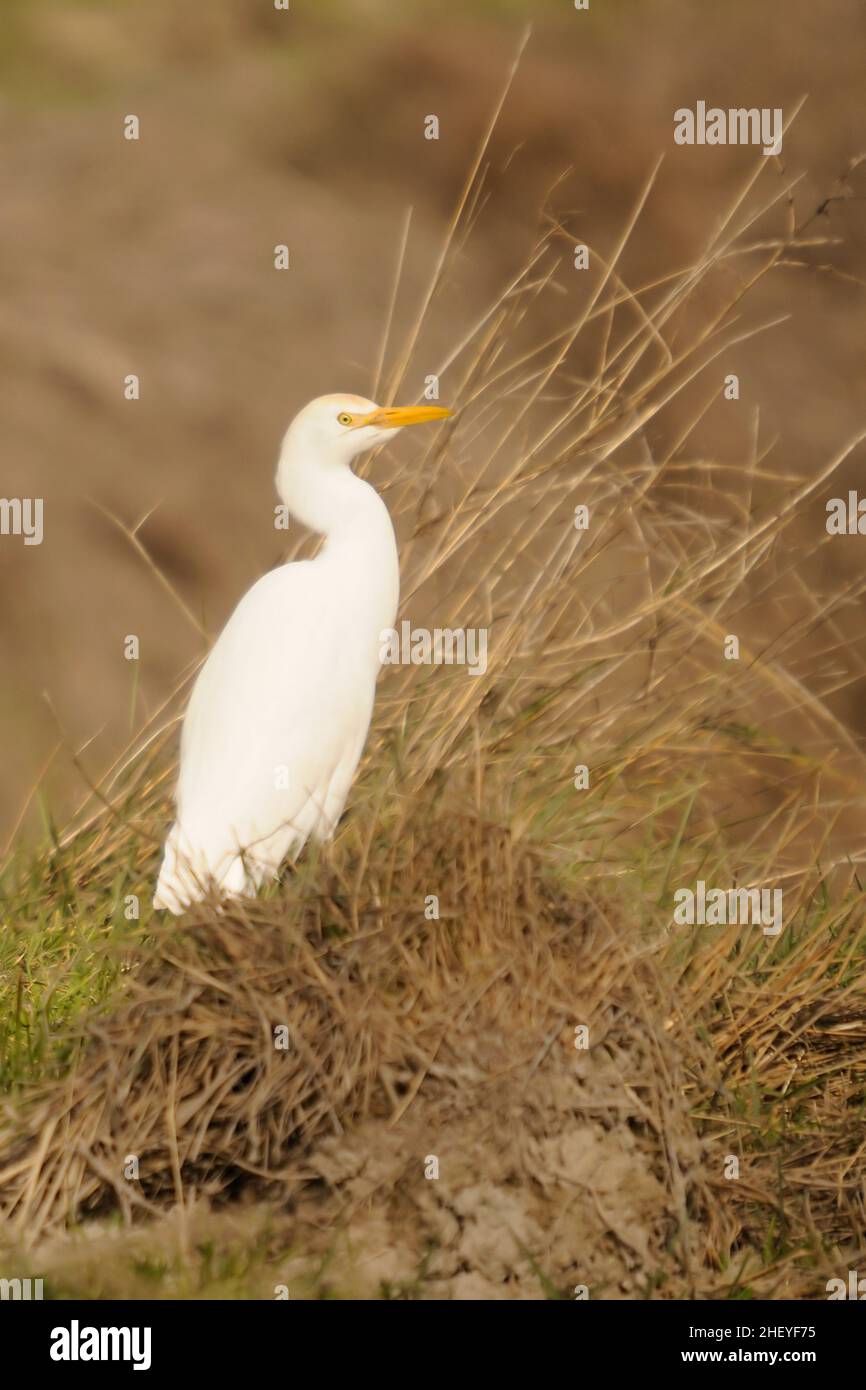 The Cattle Egret is a species of the Ardeidae family Stock Photo - Alamy