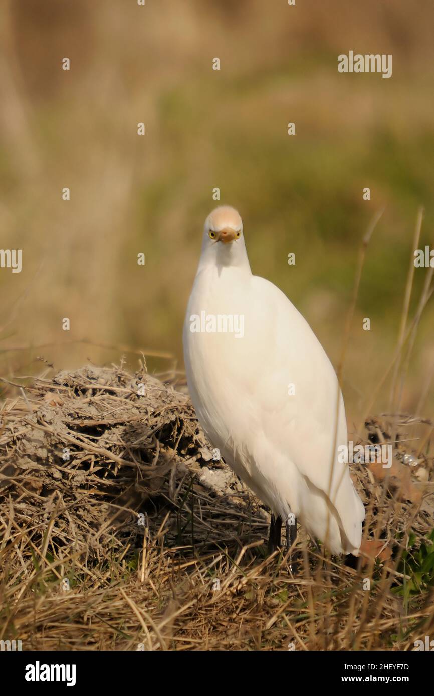 The Cattle Egret is a species of the Ardeidae family Stock Photo - Alamy