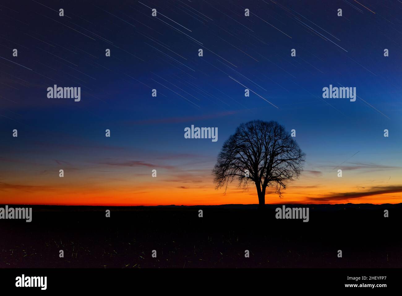 Oak tree with startrails at night Stock Photo - Alamy