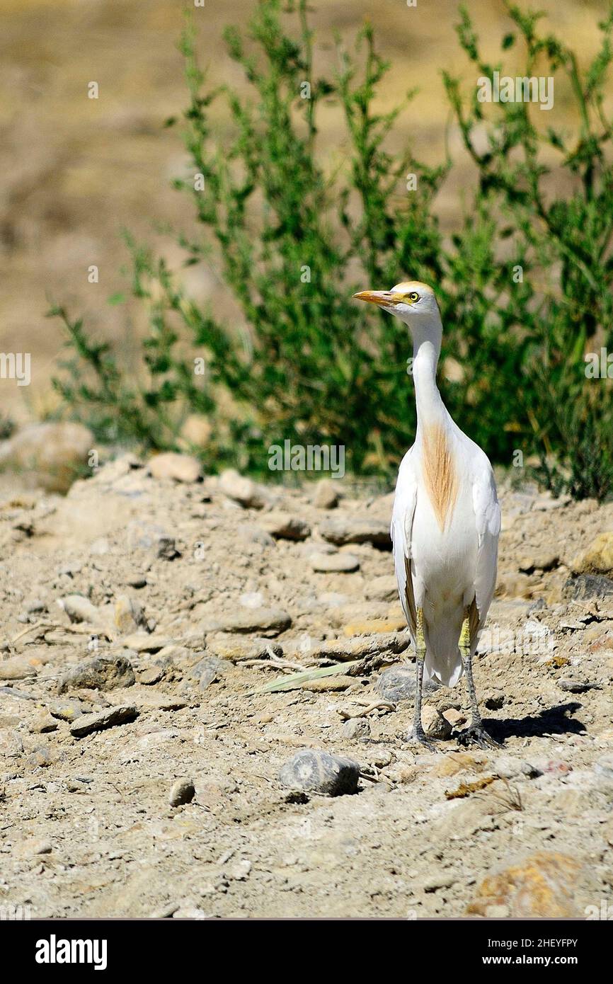 The Cattle Egret is a species of the Ardeidae family Stock Photo - Alamy
