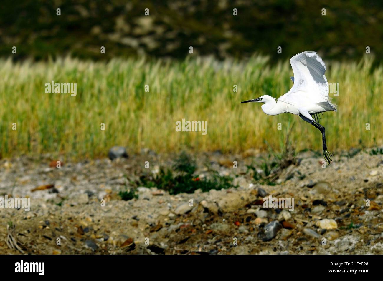 The Cattle Egret is a species of the Ardeidae family Stock Photo - Alamy