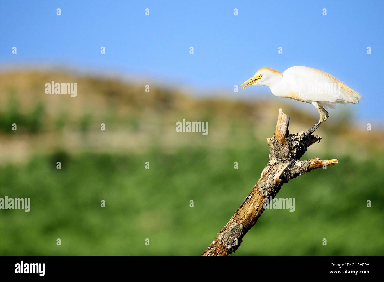 The Cattle Egret is a species of the Ardeidae family Stock Photo - Alamy