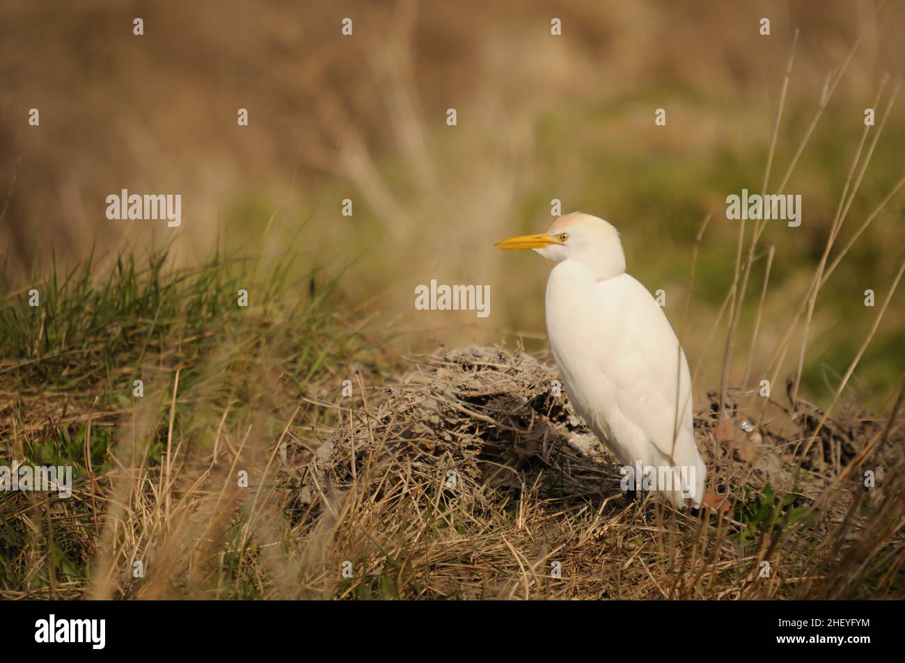 The Cattle Egret is a species of the Ardeidae family Stock Photo - Alamy