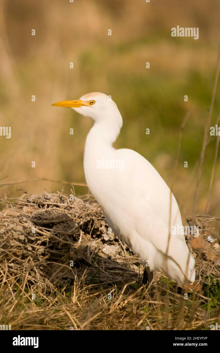The Cattle Egret is a species of the Ardeidae family Stock Photo - Alamy