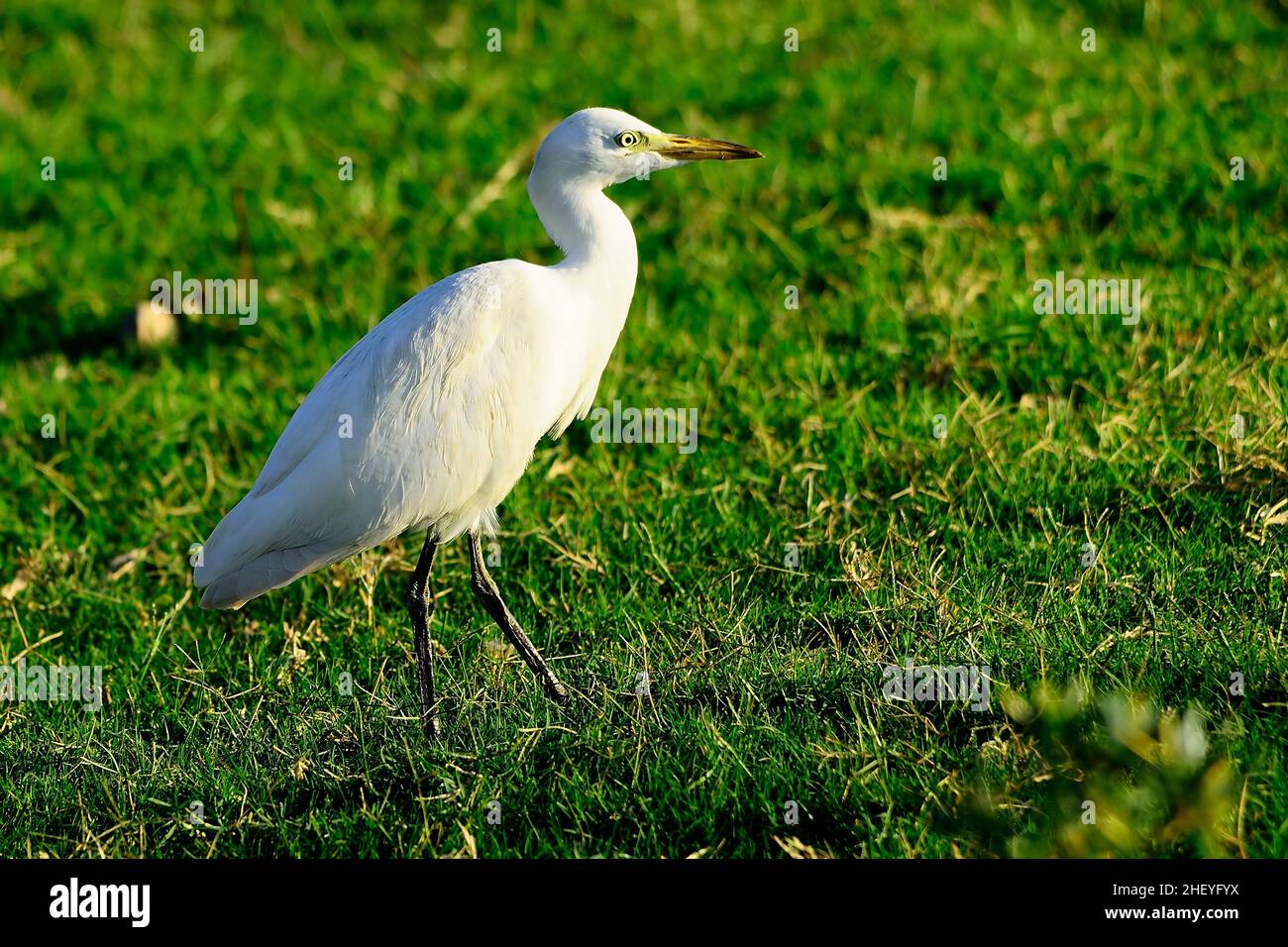 The Cattle Egret is a species of the Ardeidae family Stock Photo - Alamy