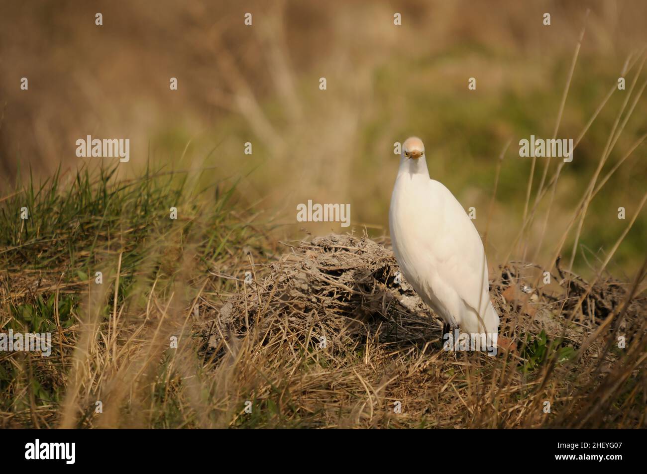 The Cattle Egret is a species of the Ardeidae family Stock Photo - Alamy