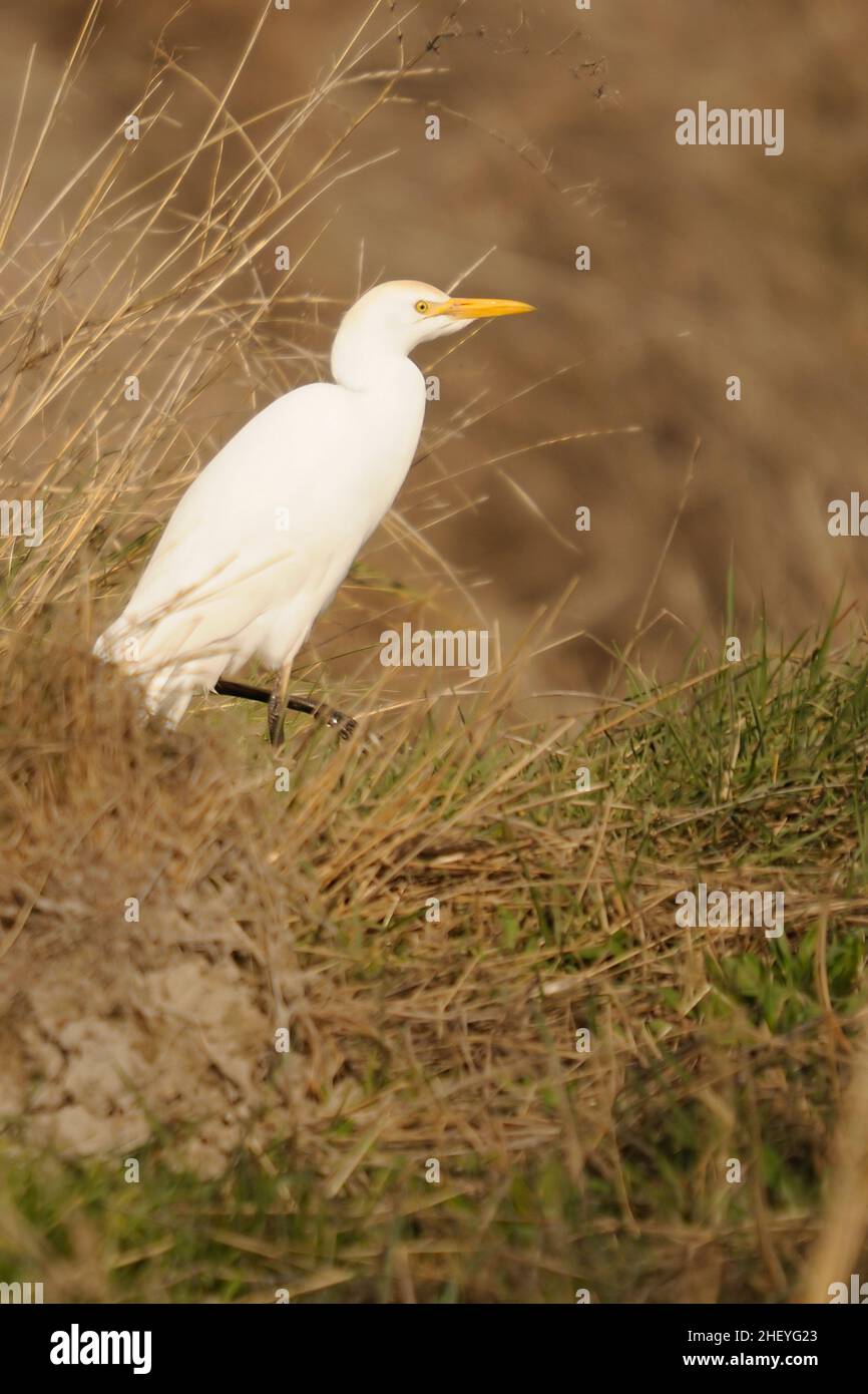 The Cattle Egret is a species of the Ardeidae family Stock Photo - Alamy