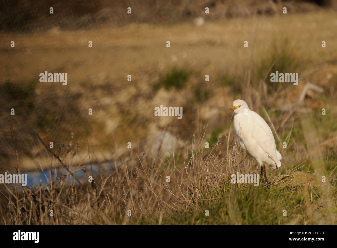 The Cattle Egret is a species of the Ardeidae family Stock Photo - Alamy