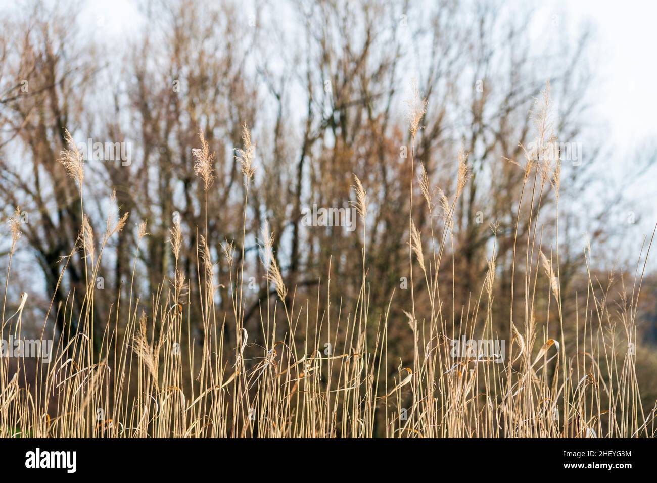 The awakening of spring among flowers, meadows and ancient mills Stock ...