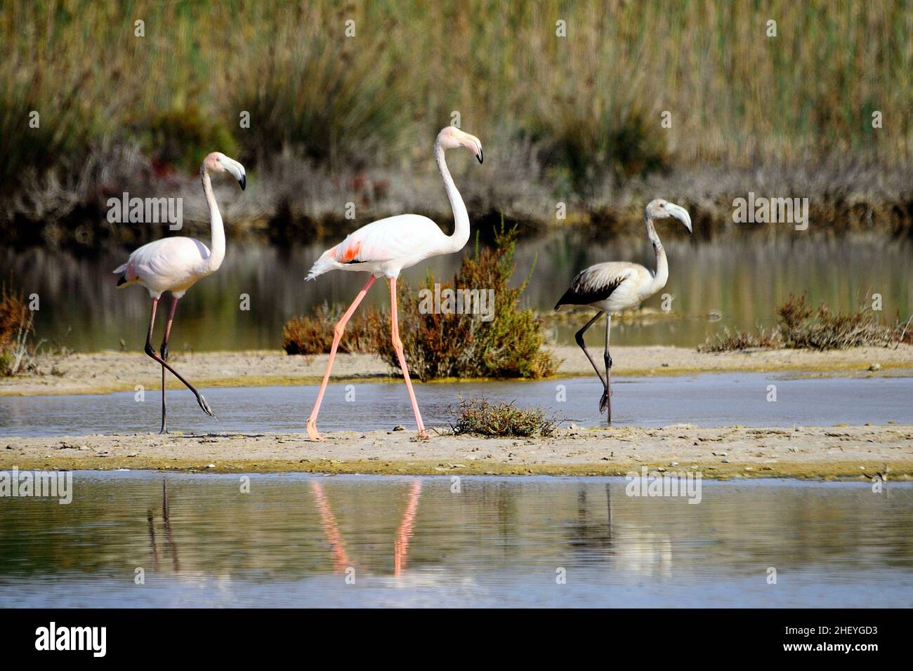 The common flamingo is a species of phoenicopteriform bird in the ...