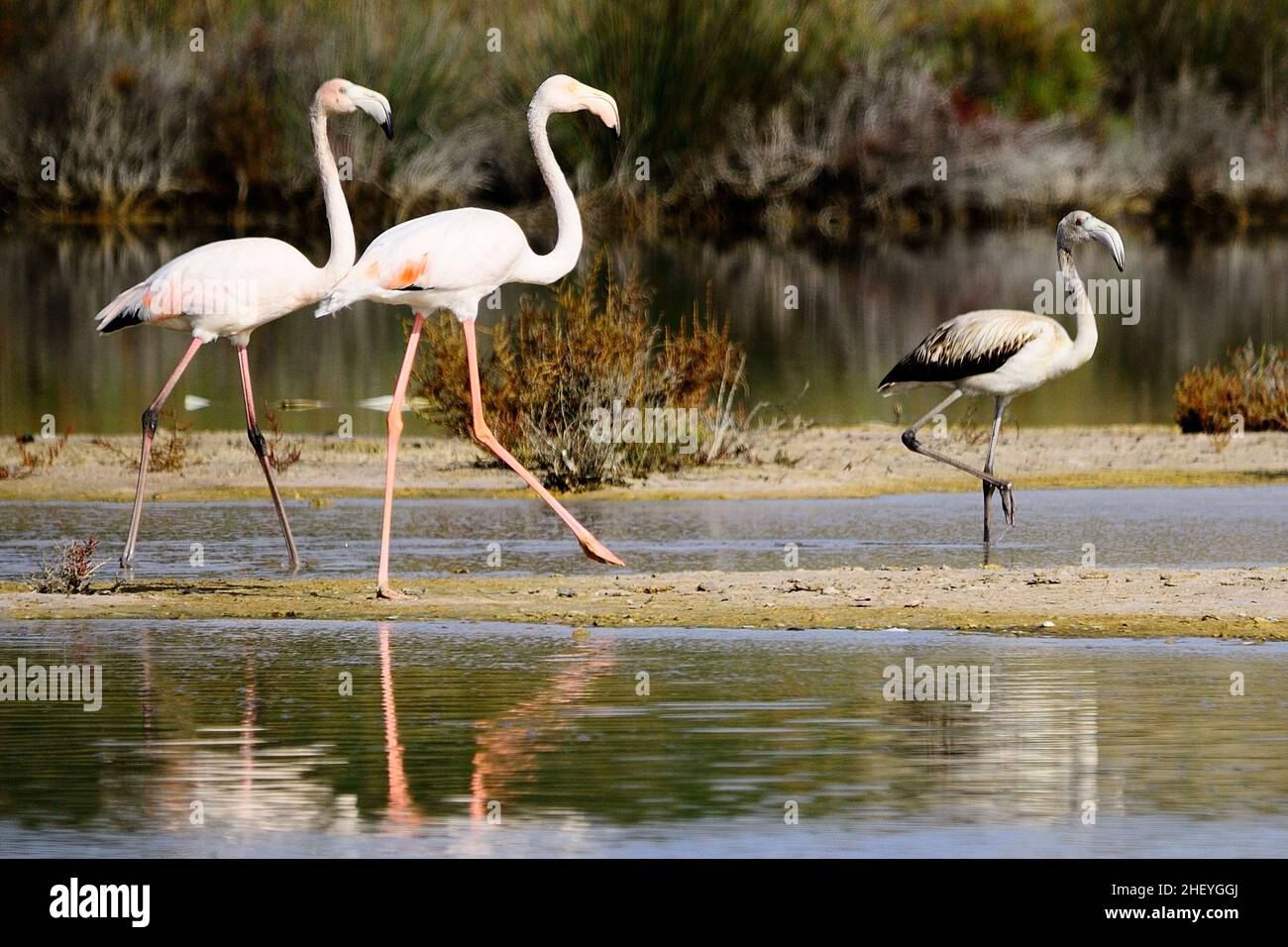 The common flamingo is a species of phoenicopteriform bird in the ...