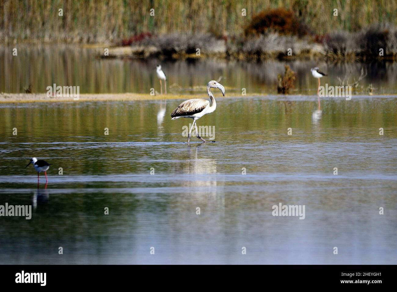 The common flamingo is a species of phoenicopteriform bird in the ...