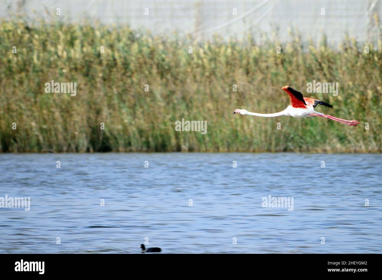 The common flamingo is a species of phoenicopteriform bird in the ...