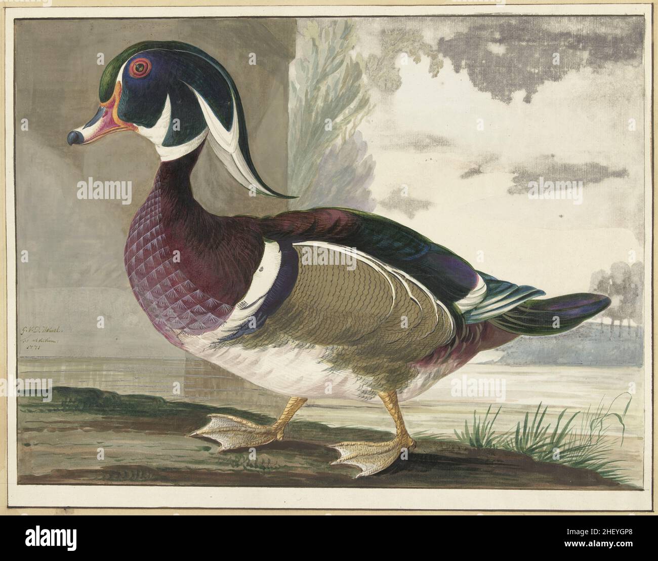 Van duck hi-res stock photography and images - Alamy