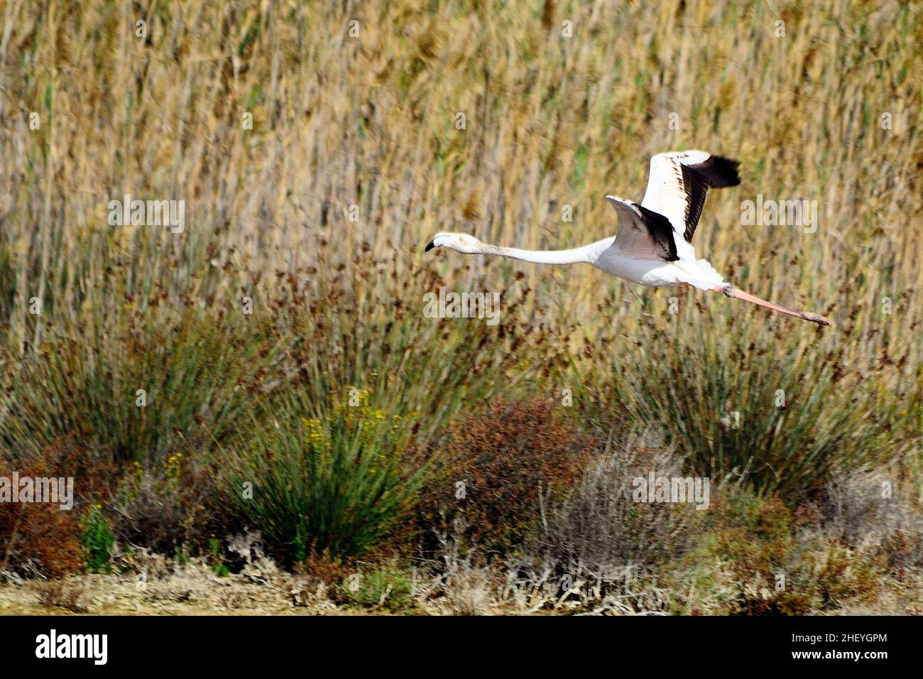 The common flamingo is a species of phoenicopteriform bird in the ...