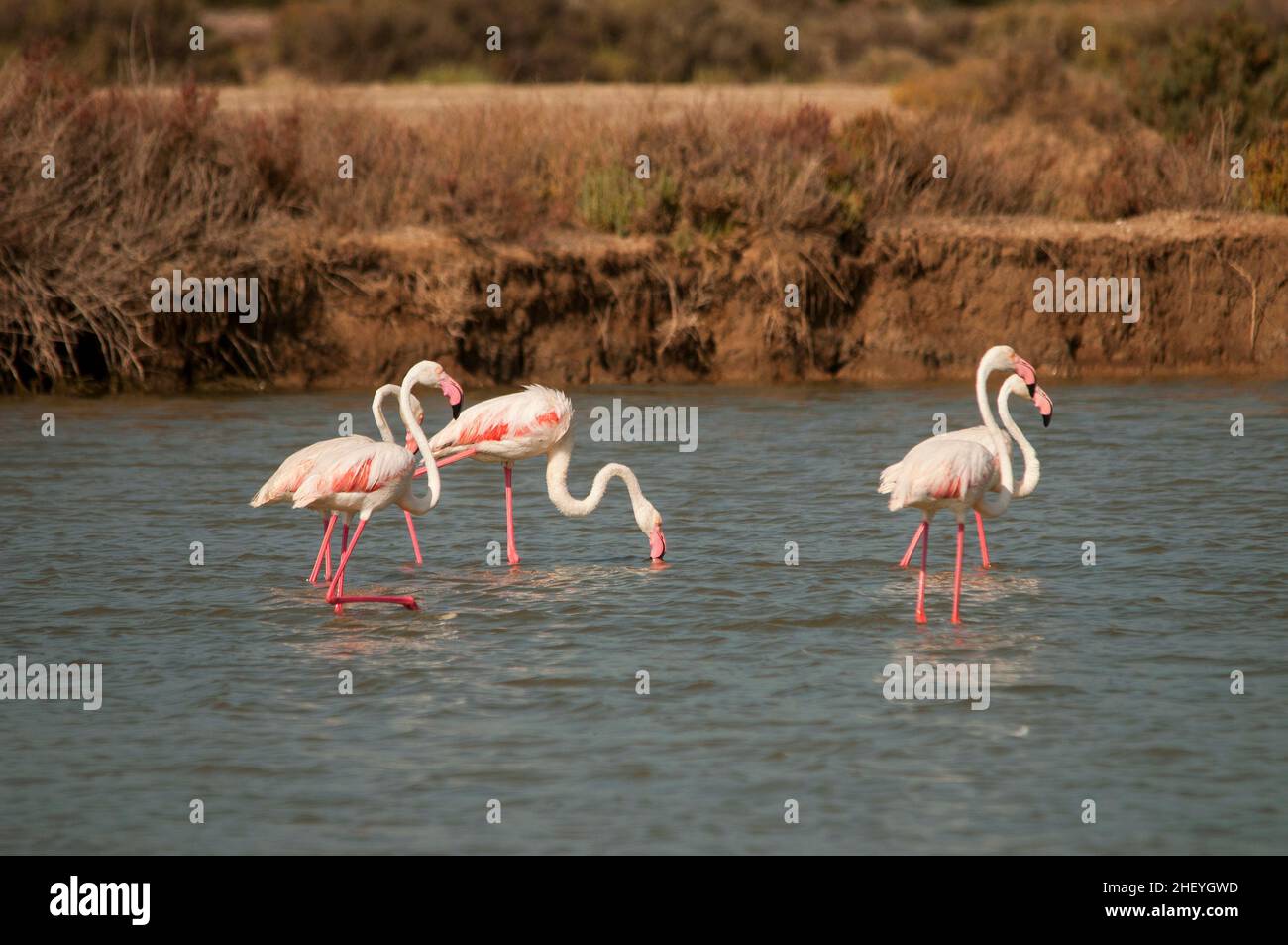 The common flamingo is a species of phoenicopteriform bird in the ...