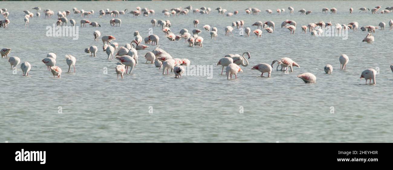 The common flamingo is a species of phoenicopteriform bird in the ...
