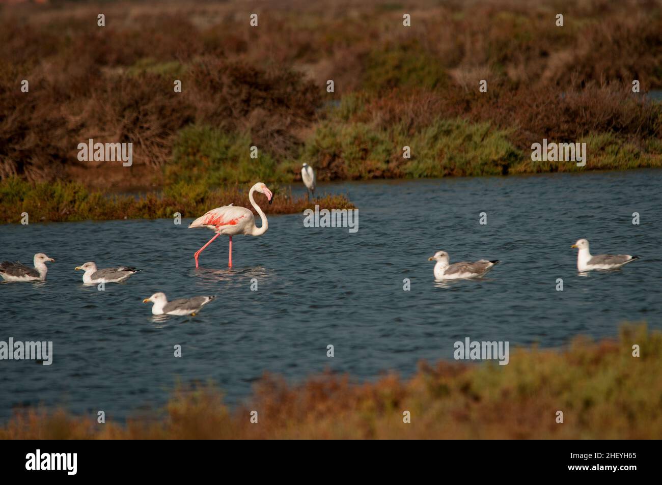 The common flamingo is a species of phoenicopteriform bird in the ...