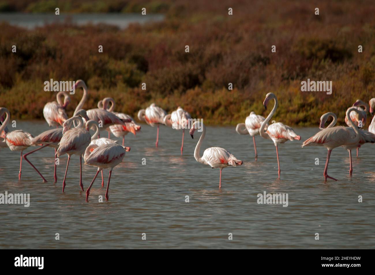 The common flamingo is a species of phoenicopteriform bird in the ...