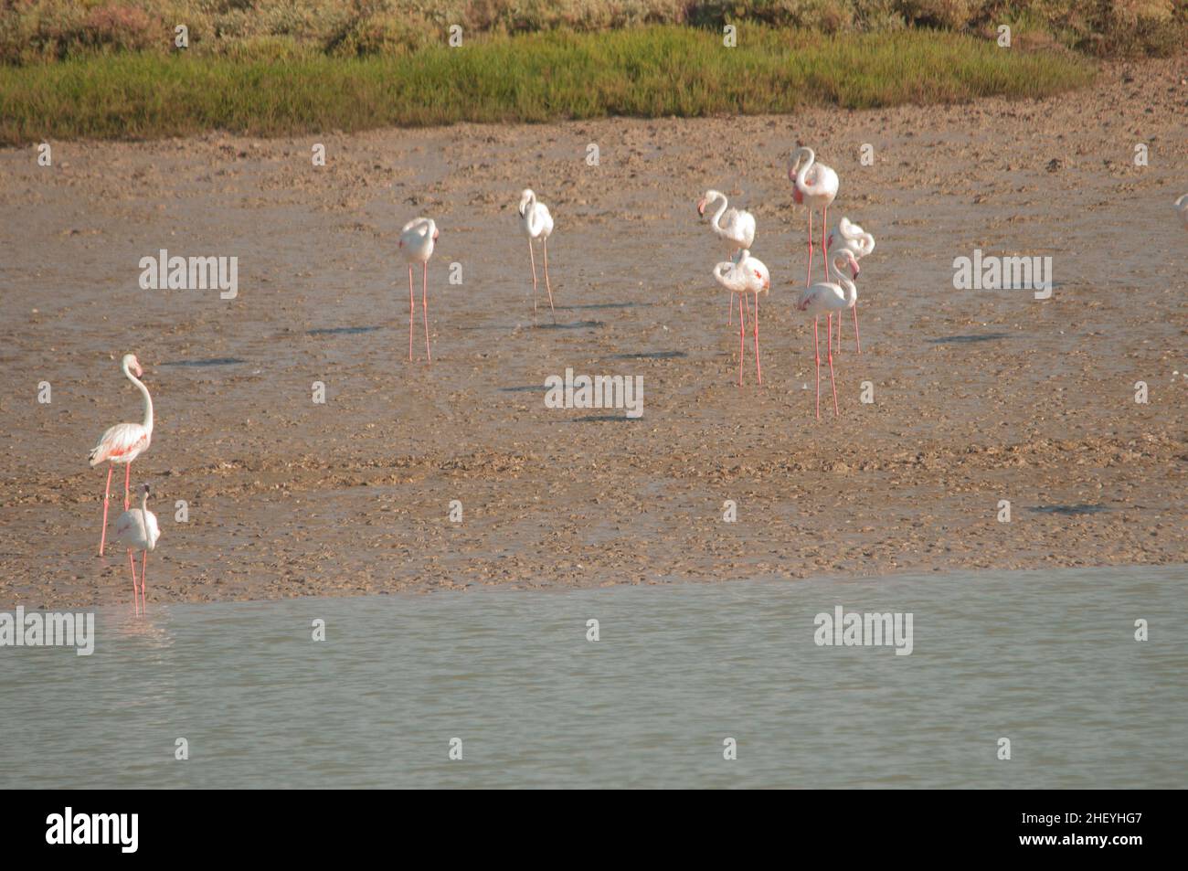 The common flamingo is a species of phoenicopteriform bird in the ...