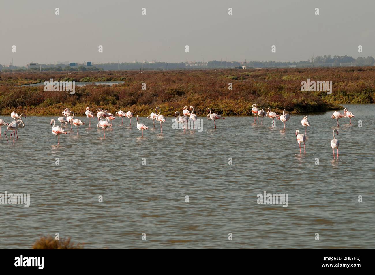 The common flamingo is a species of phoenicopteriform bird in the ...