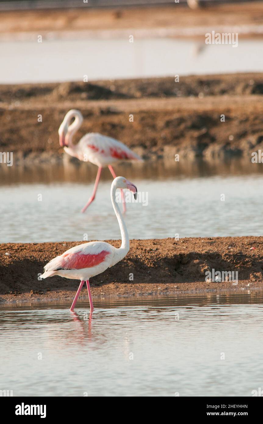 The common flamingo is a species of phoenicopteriform bird in the ...