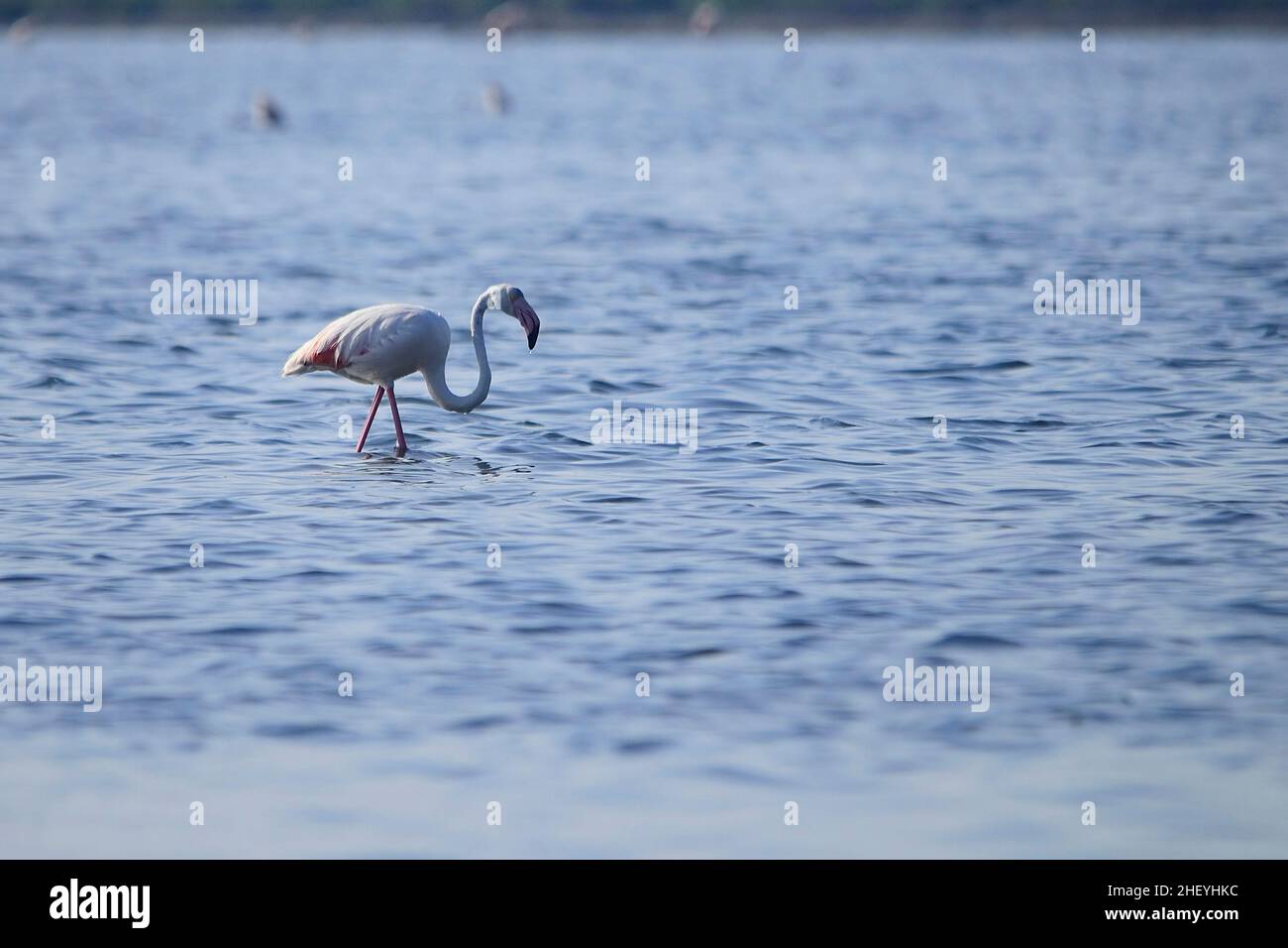 The common flamingo is a species of phoenicopteriform bird in the ...