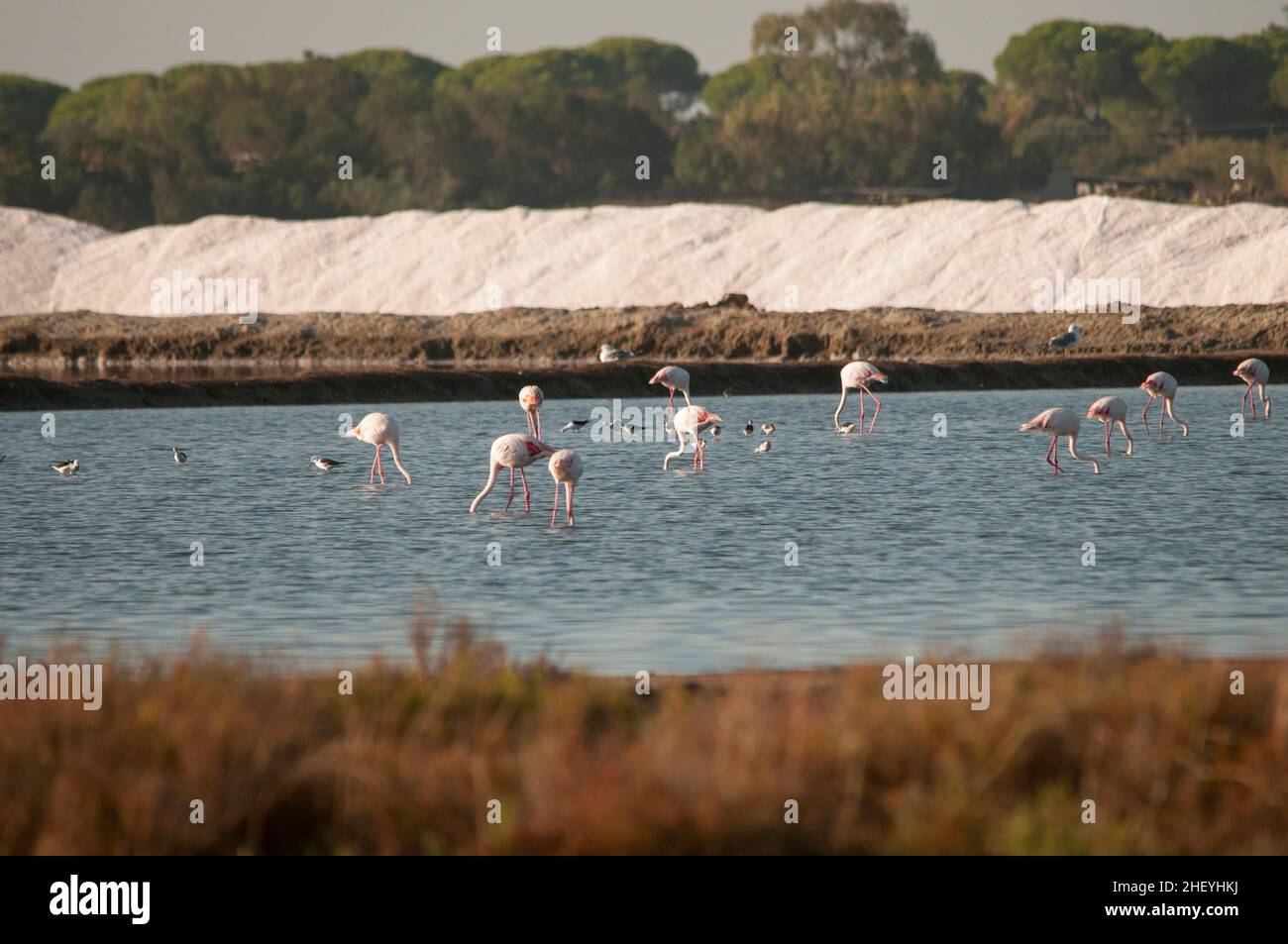 The common flamingo is a species of phoenicopteriform bird in the ...
