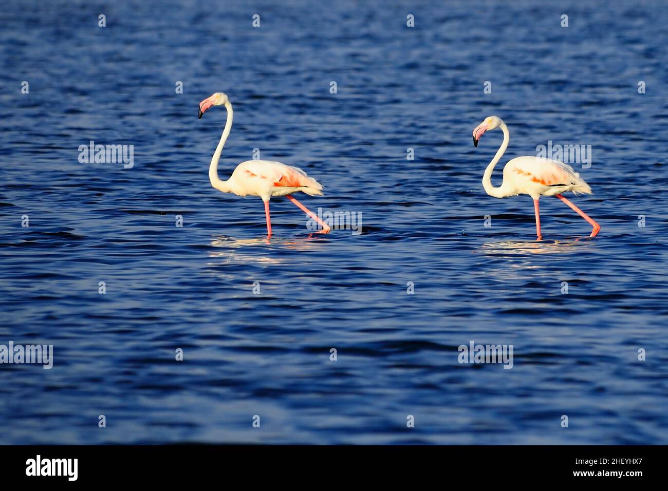 The common flamingo is a species of phoenicopteriform bird in the ...