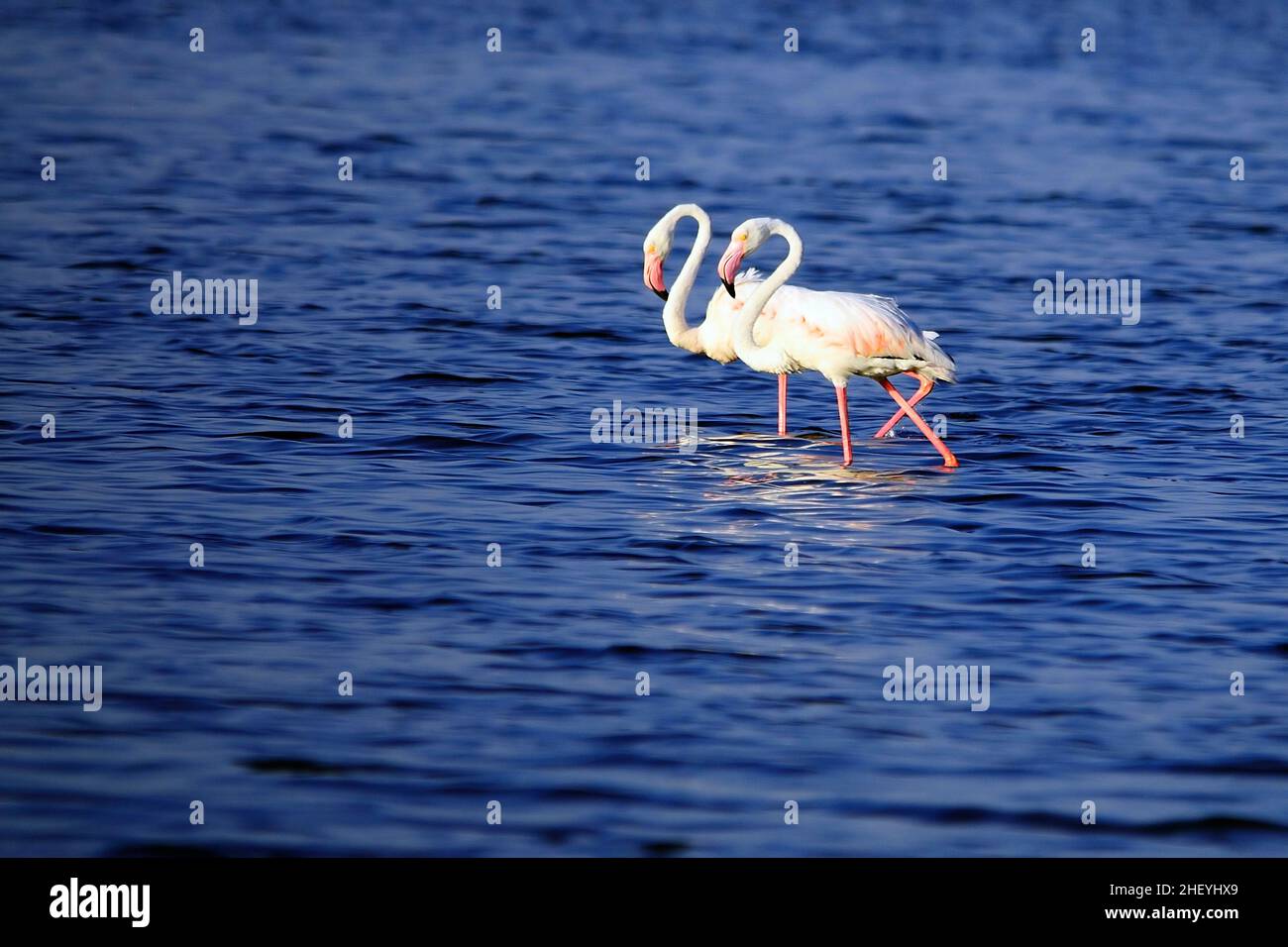 The common flamingo is a species of phoenicopteriform bird in the ...