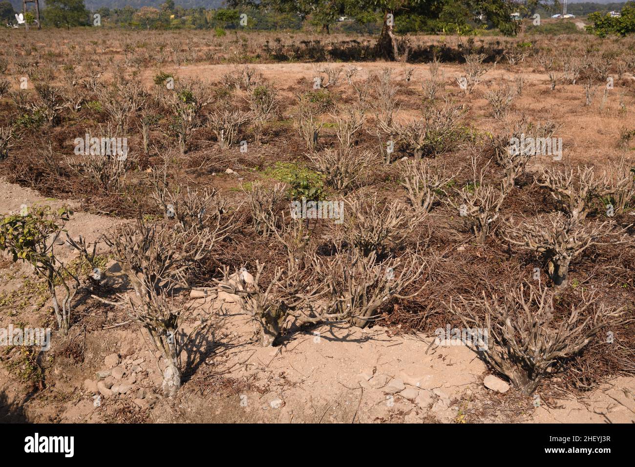 Pruned tea plant at regular interval to maintain the height and ...