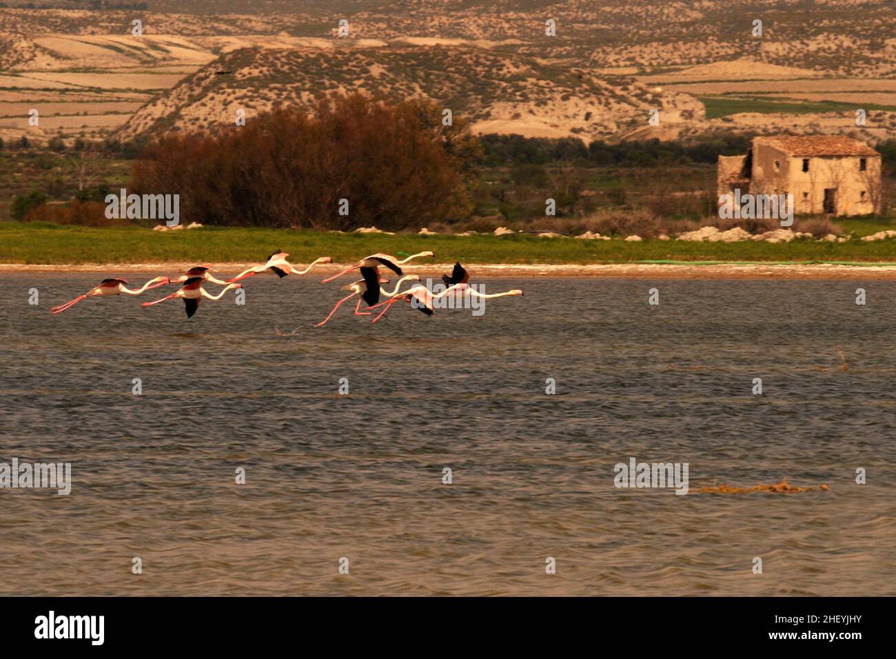 The common flamingo is a species of phoenicopteriform bird in the ...