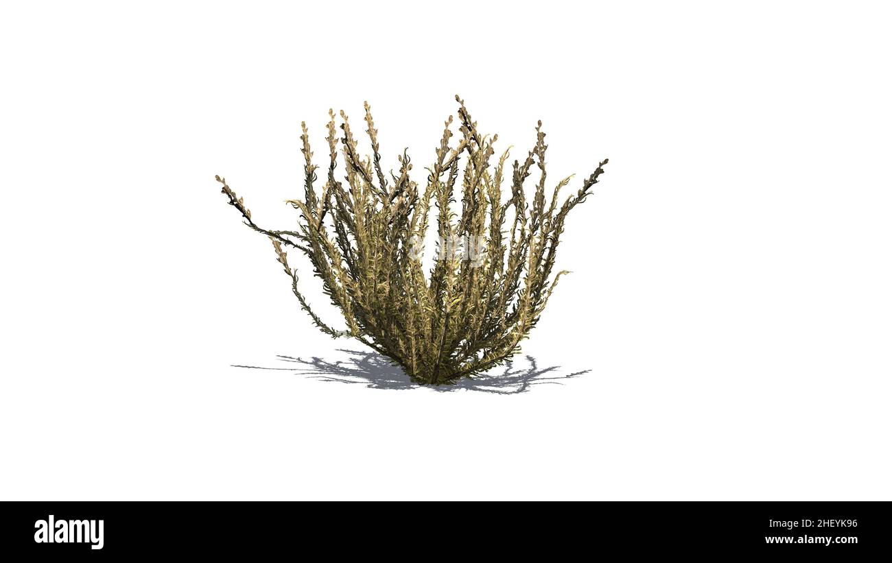 Sagebrush flower nevada hi-res stock photography and images - Alamy