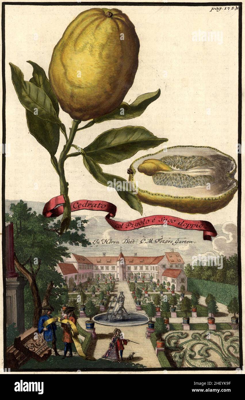 Cedrato col Pigolo e Sugo doppio, Im Garten von Doktor Fezer ...