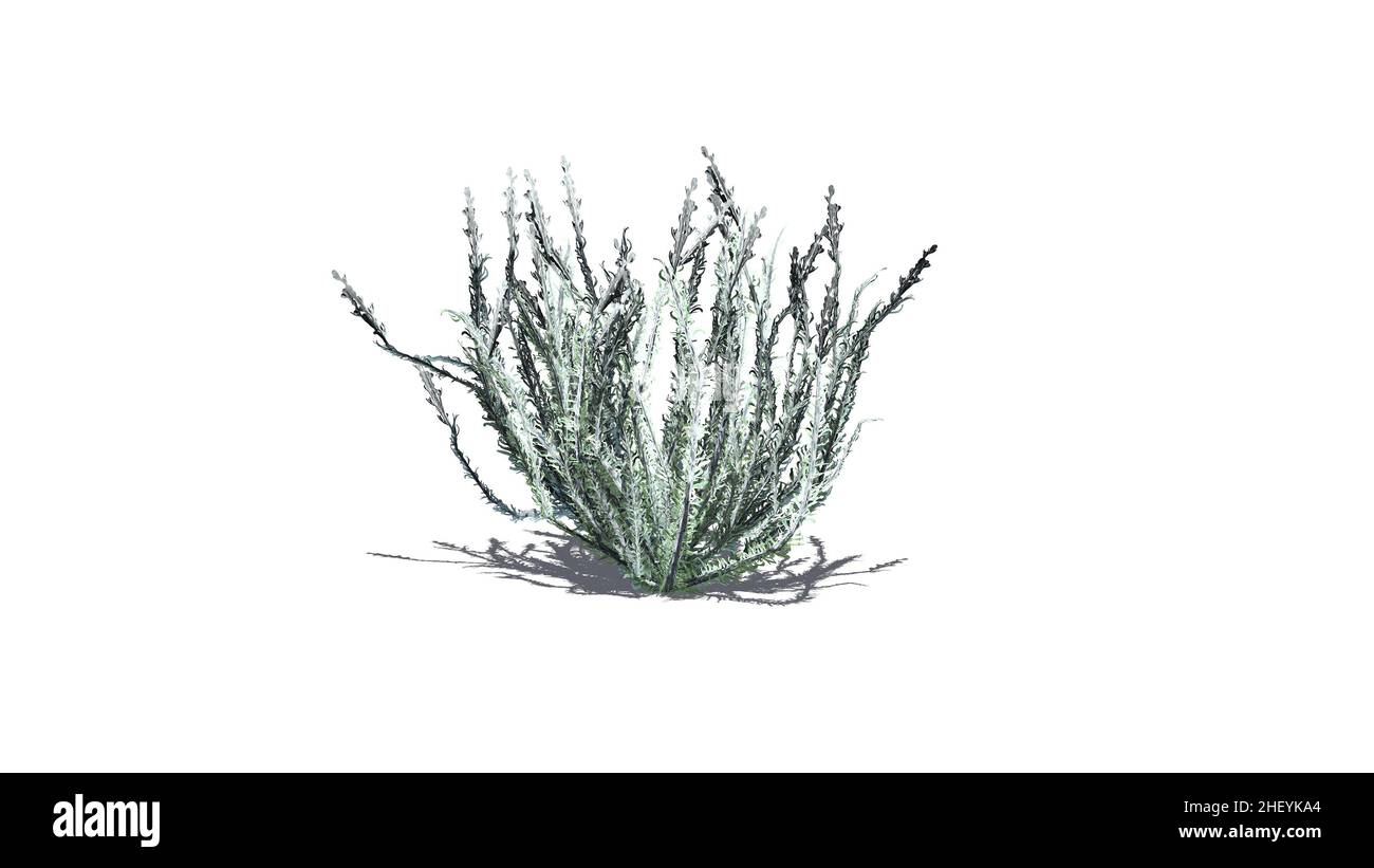 Sagebrush bush in winter with shadow on the floor - isolated on white ...